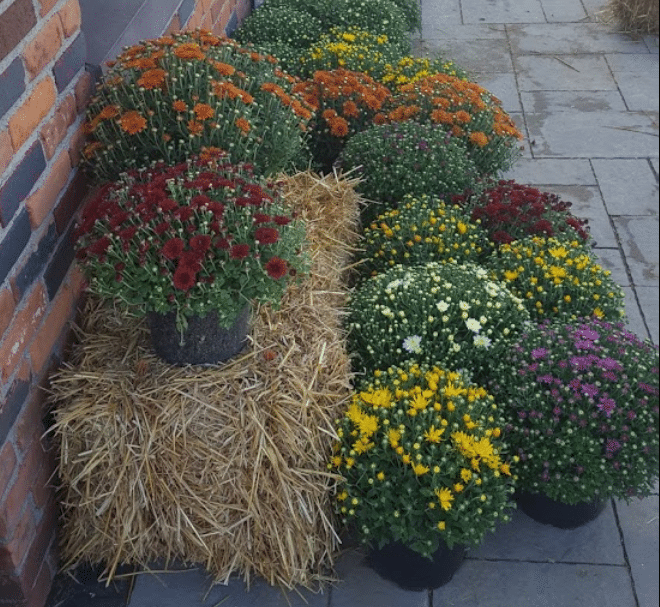 Fletcher Richard Landscape Supplies Straw Mumms - Fletcher Richard ... Fletcher Richard Landscape Supplies Straw Mumms - Fletcher Richard ...